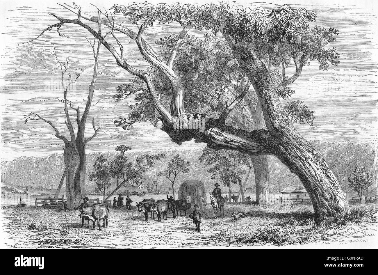 AUSTRALIA: A Squatter's HQ, antique print 1870 Stock Photo - Alamy