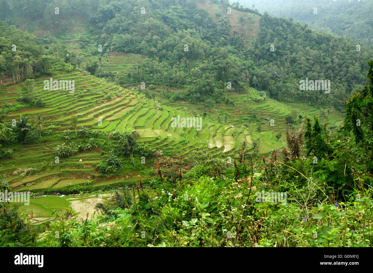 terraced rice fields visible from cliff Stock Photo - Alamy