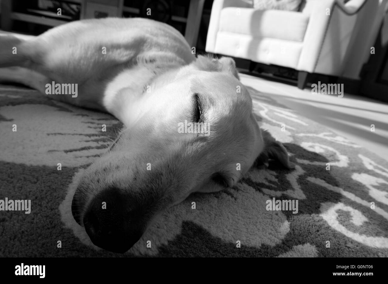 White collar rest Black and White Stock Photos & Images - Alamy