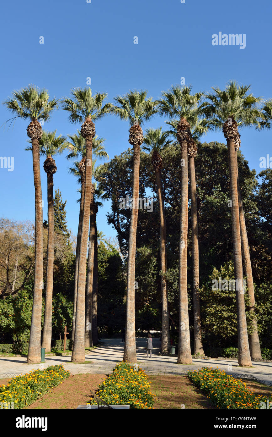 Palm trees in National Garden of Athens, Greece Stock Photo - Alamy