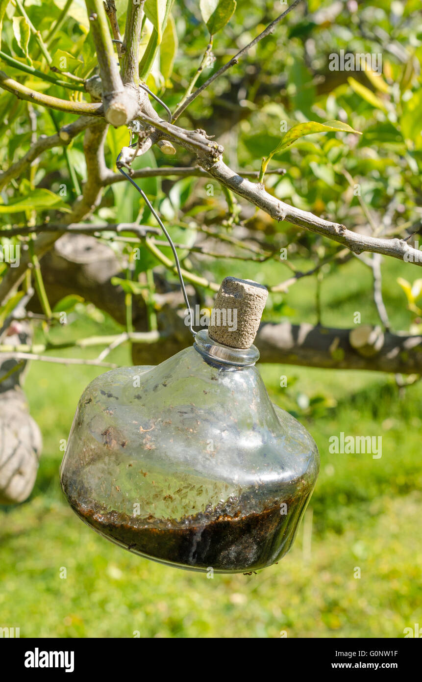 Biological trap hi-res stock photography and images - Alamy