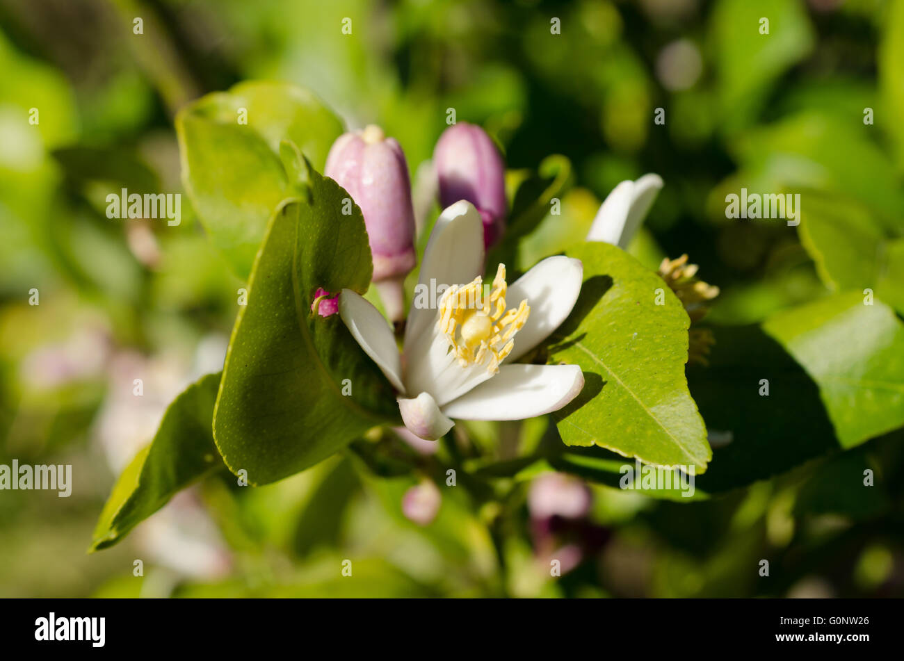 Citrus fruit trees blossom, known as azahar Stock Photo - Alamy