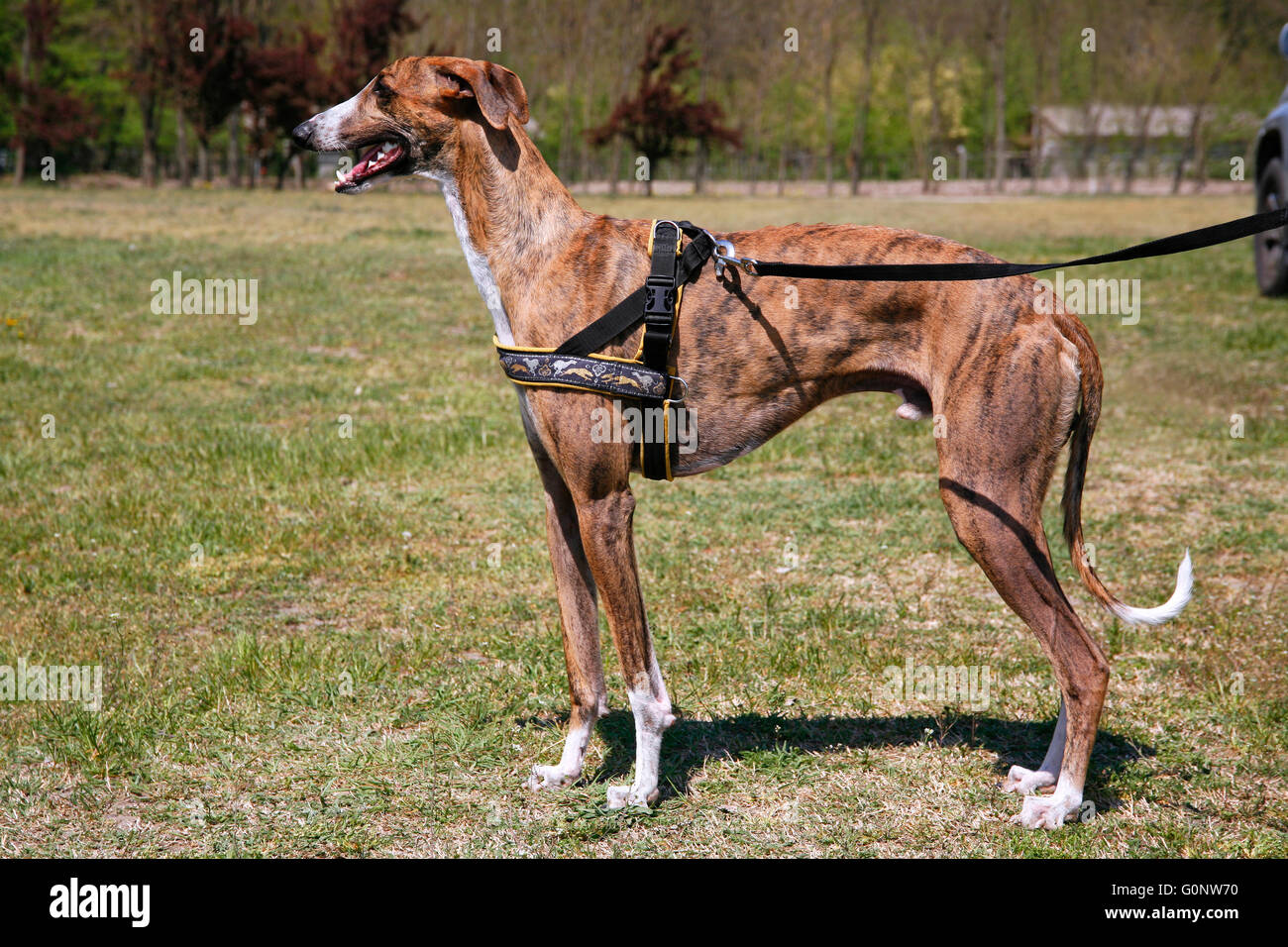 Nose black greyhound hi-res stock photography and images - Alamy