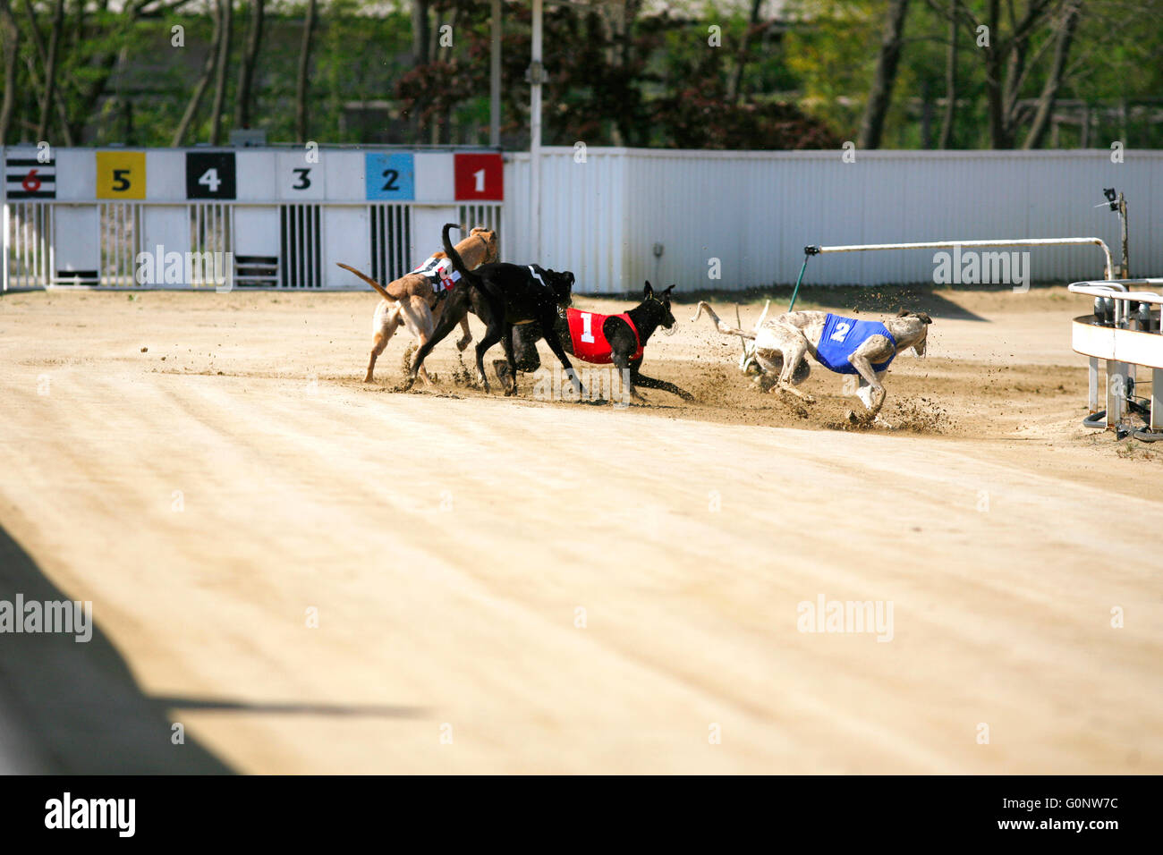 Greyhounds caught the rabbit on the race Stock Photo - Alamy