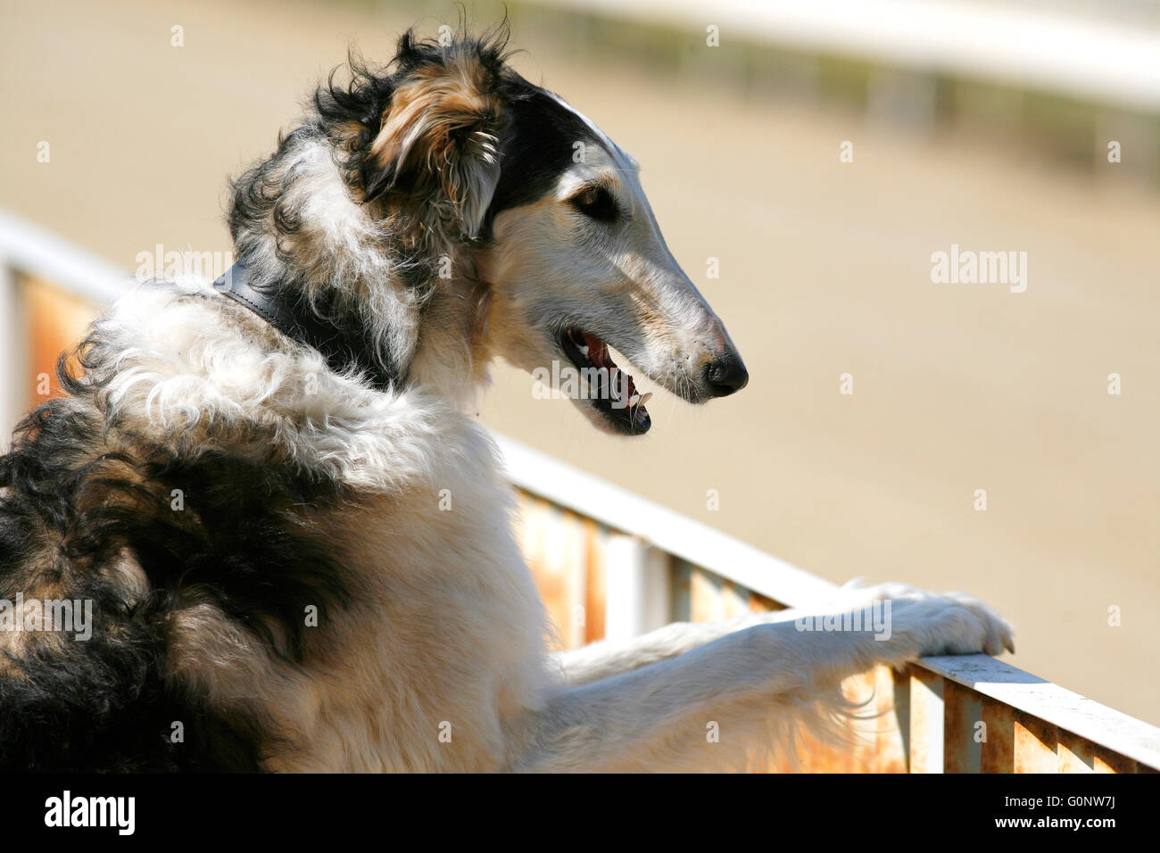 Russian wolf dog hi-res stock photography and images - Alamy