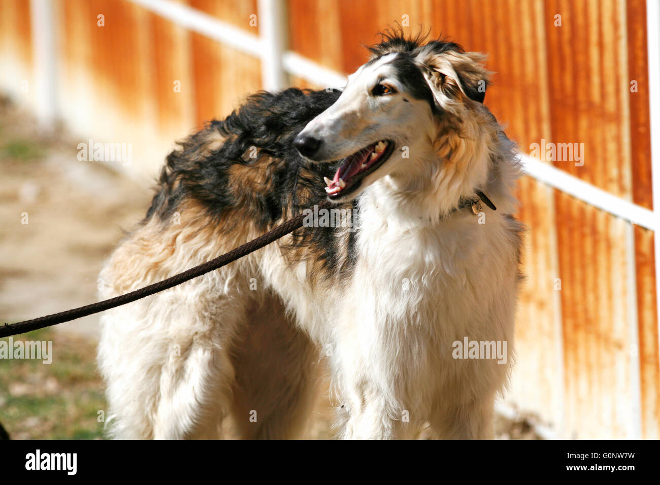 Russian wolf hunting dog hi-res stock photography and images - Alamy
