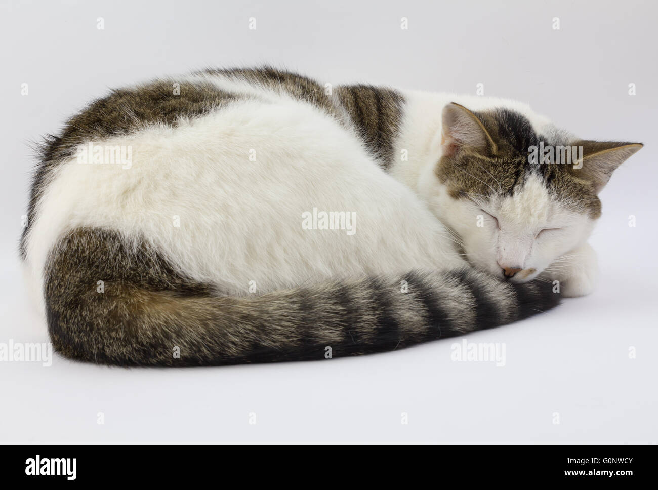 Tortoise shell and white mix cat sleeping isolated on white Stock Photo ...