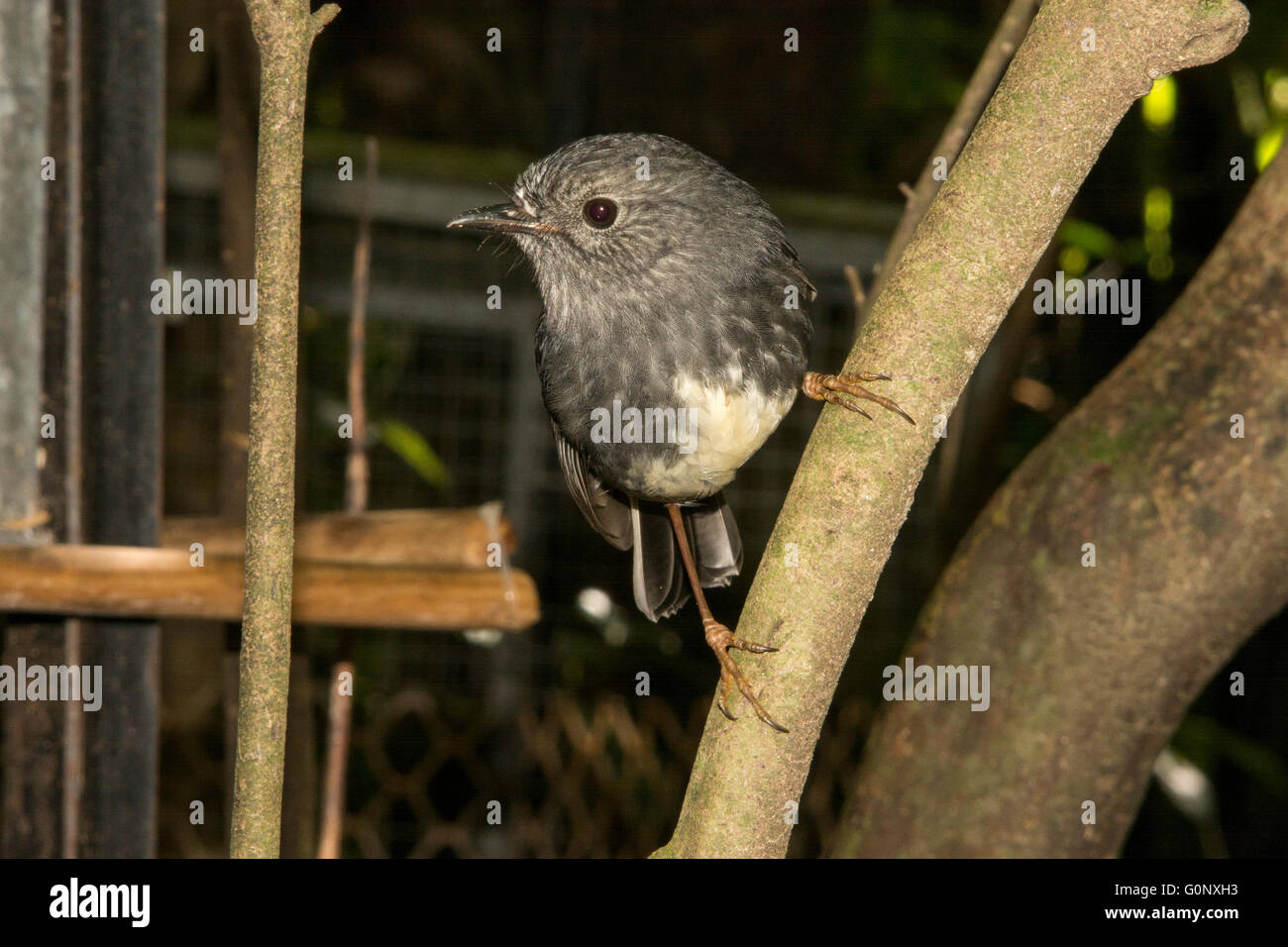 North Island Robins are endemic to the North Island of New Zealand and ...