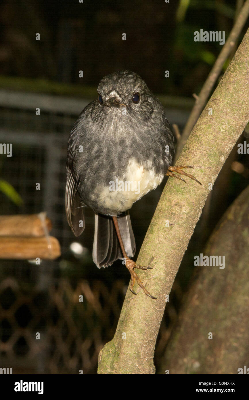 North Island Robins are endemic to the North Island of New Zealand and ...