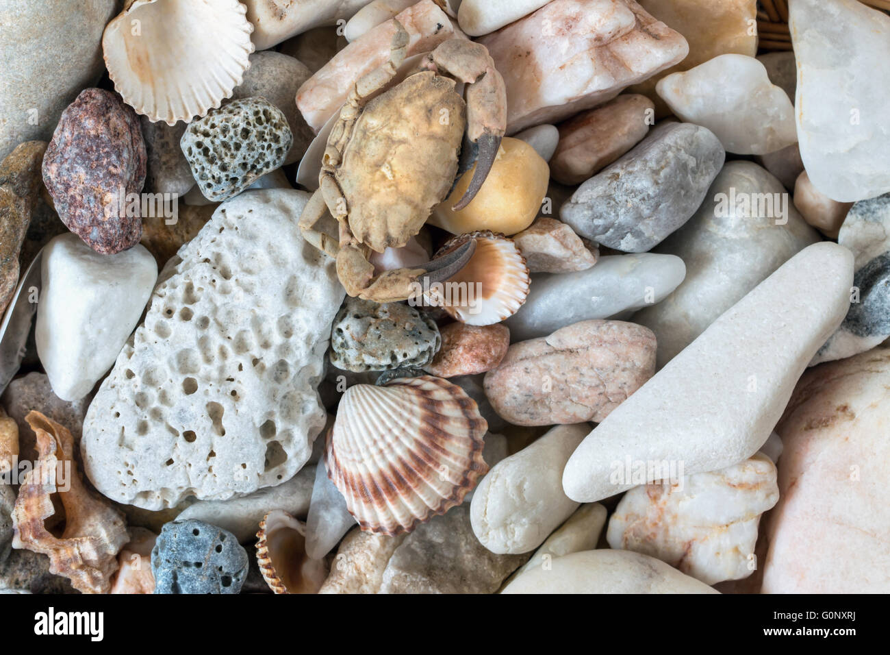 Sea pebbles with shells Stock Photo - Alamy