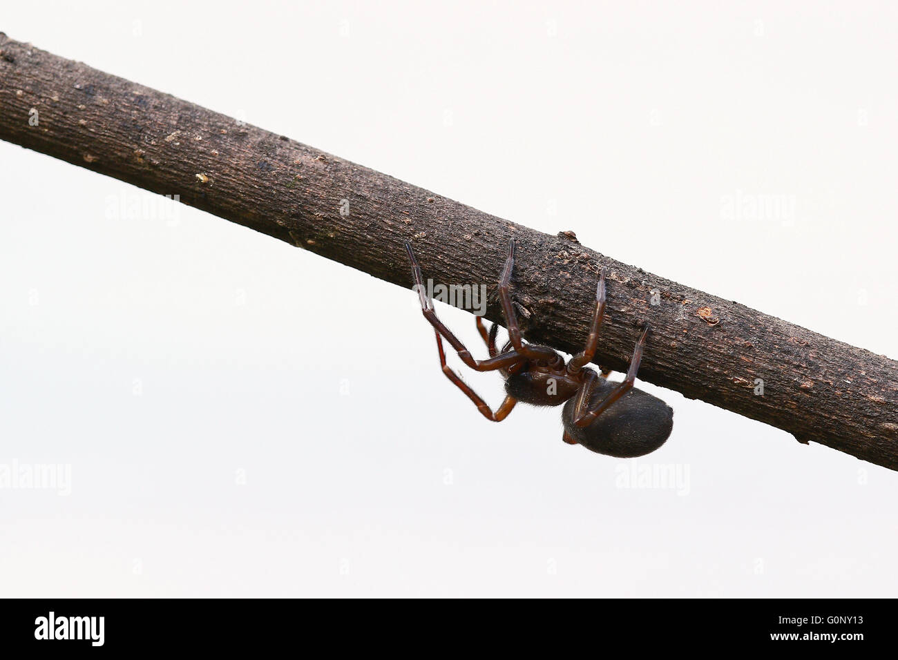 Brown spider crawling on a tree branch against a white background Stock ...