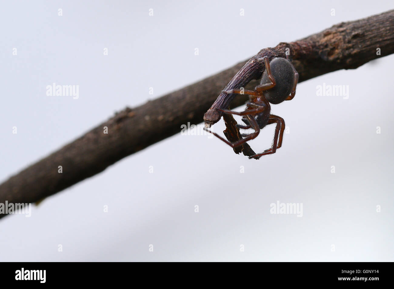 Brown spider crawling on a tree branch against a white background Stock ...