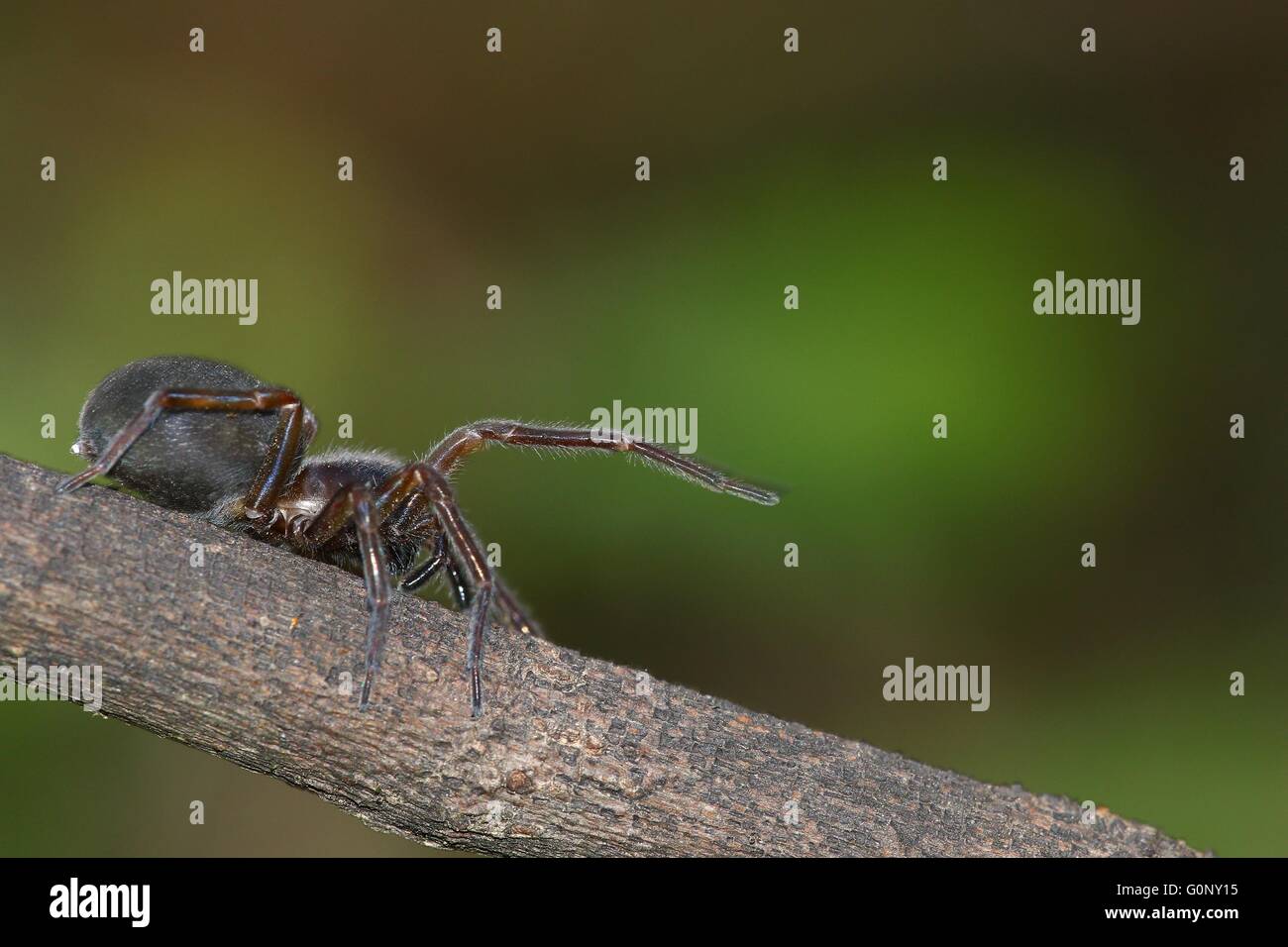 Brown spider crawling on a tree branch against a blurred green ...