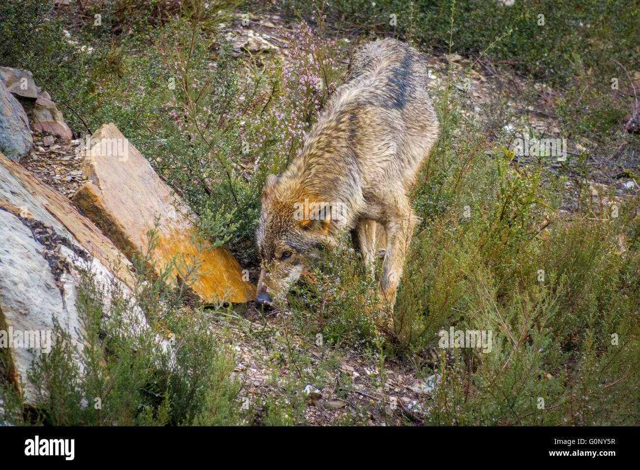 Timber wolf canis lupus smelling hi-res stock photography and images ...
