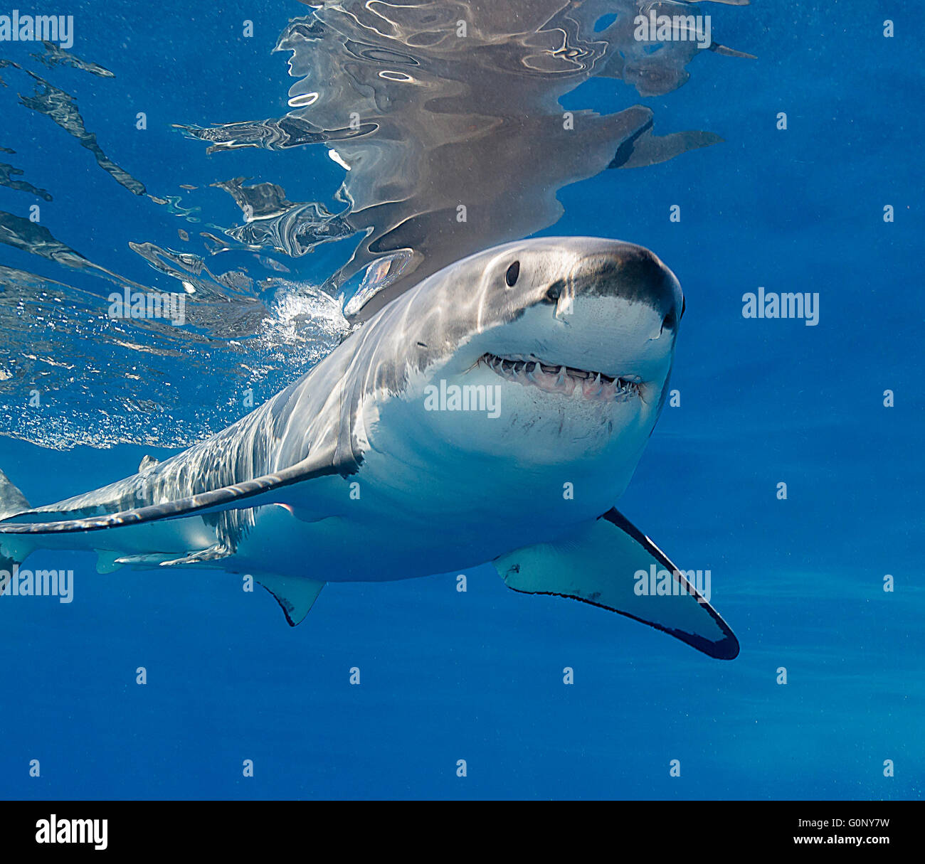 Great white shark underwater at Guadalupe Island, Mexico Stock Photo ...
