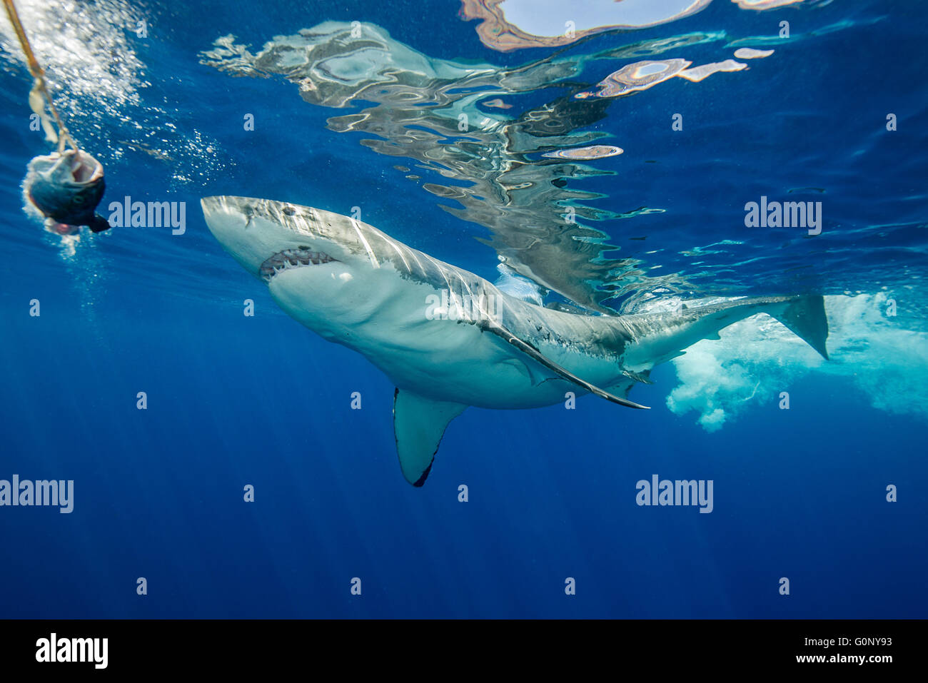 Great white shark underwater at Guadalupe Island, Mexico Stock Photo ...