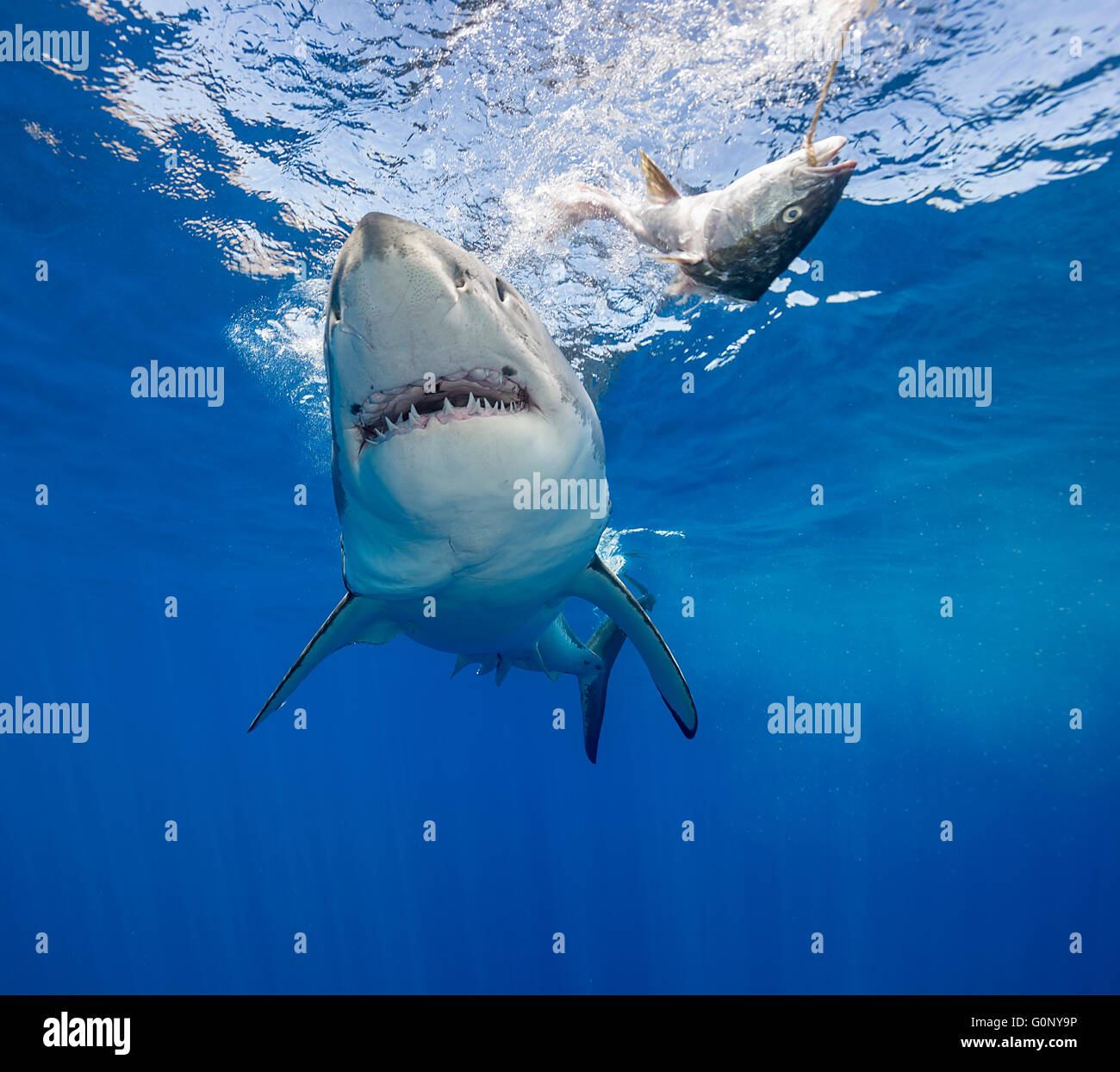 Great white shark underwater at Guadalupe Island, Mexico Stock Photo ...