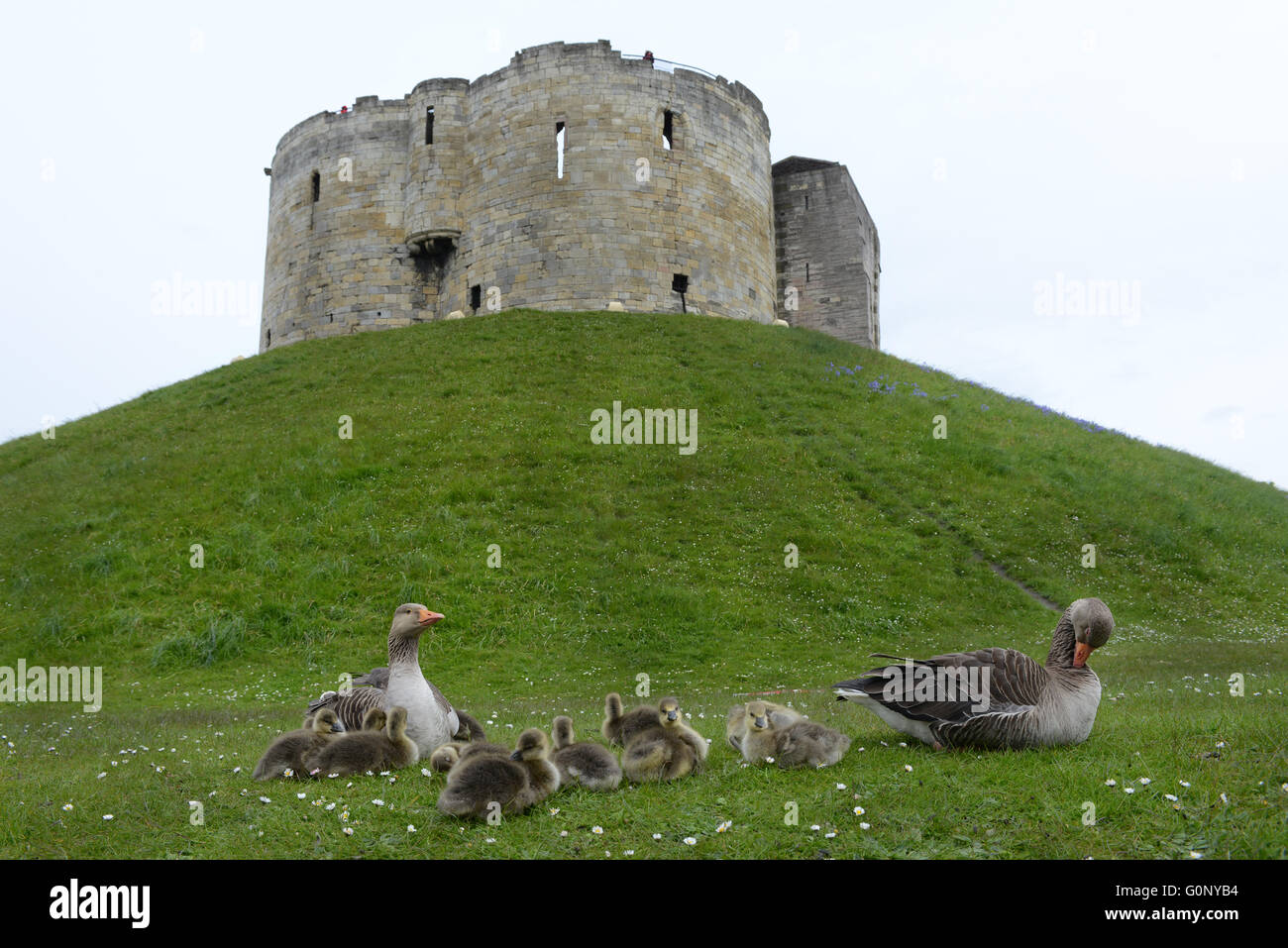 A family of geese near Cliffords Tower, York, North Yorkshire, UK Stock ...