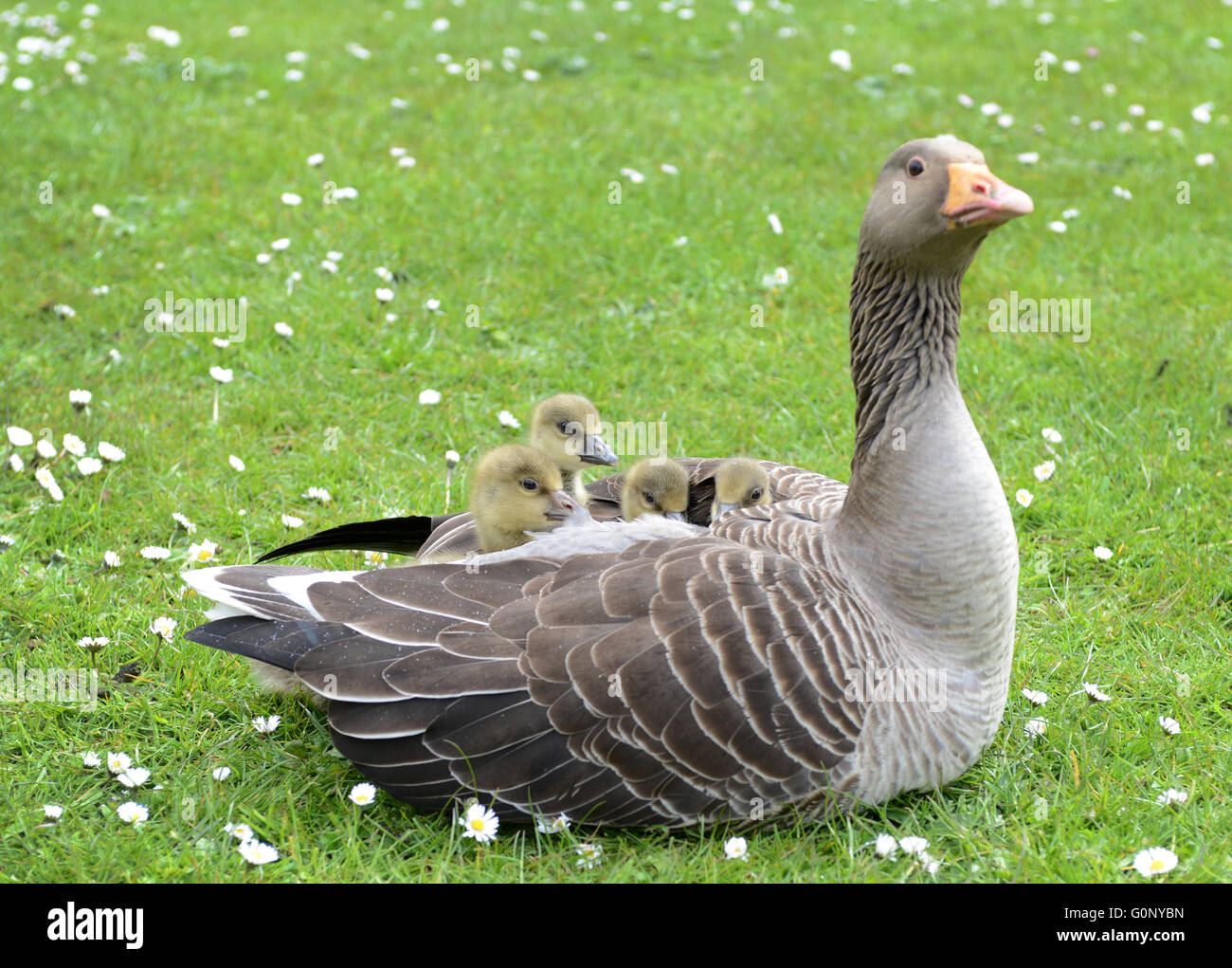 Protecting wild animals hi-res stock photography and images - Alamy