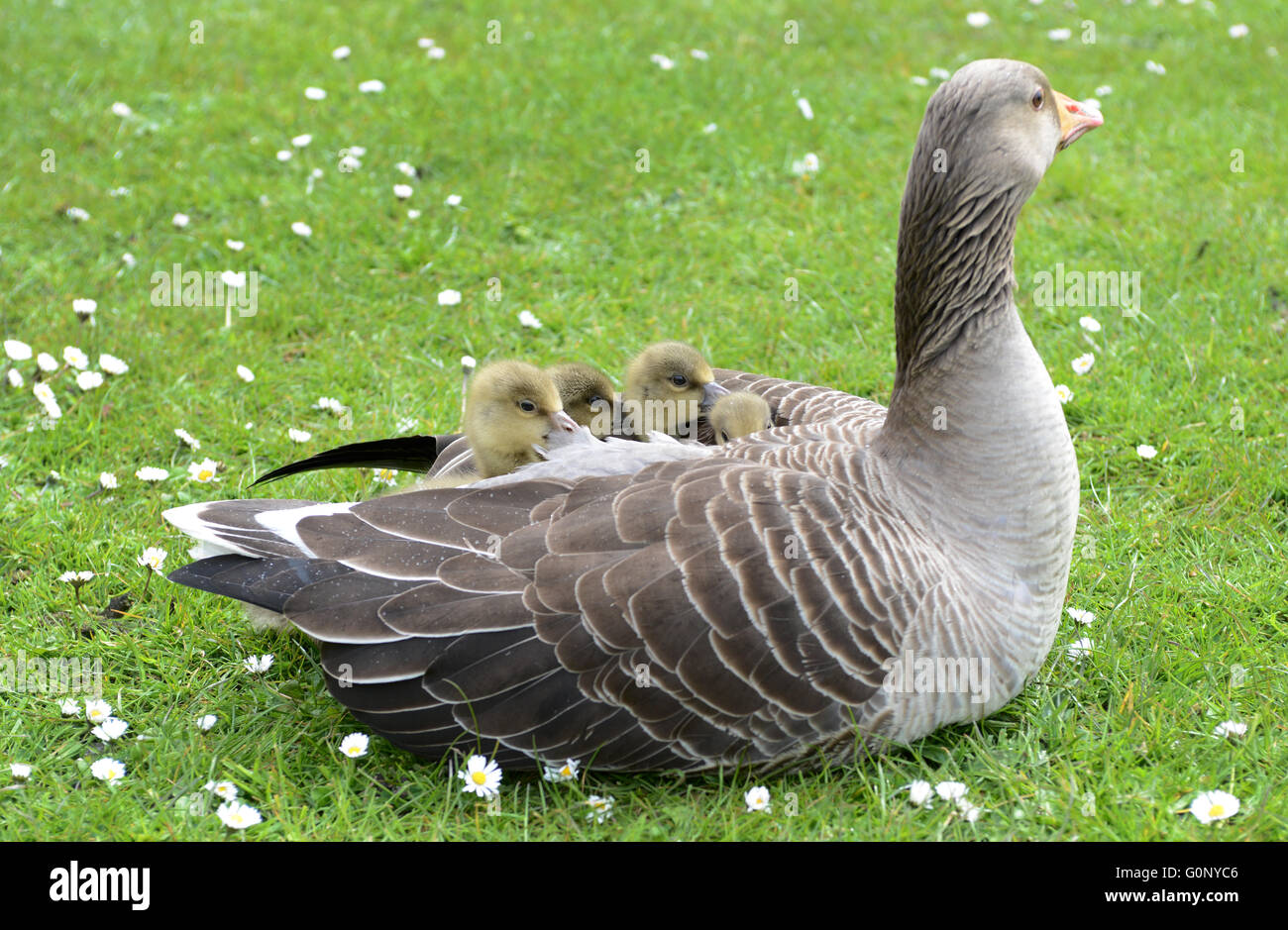 Protecting wild animals hi-res stock photography and images - Alamy
