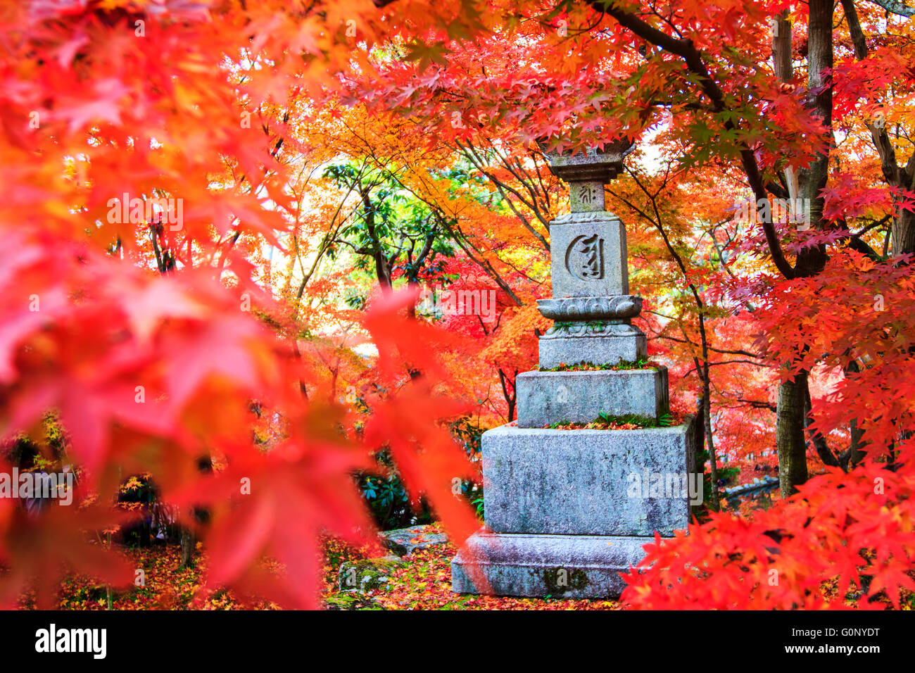 The Autumn Colors in Japan/Beautiful autumn leaves Stock Photo - Alamy