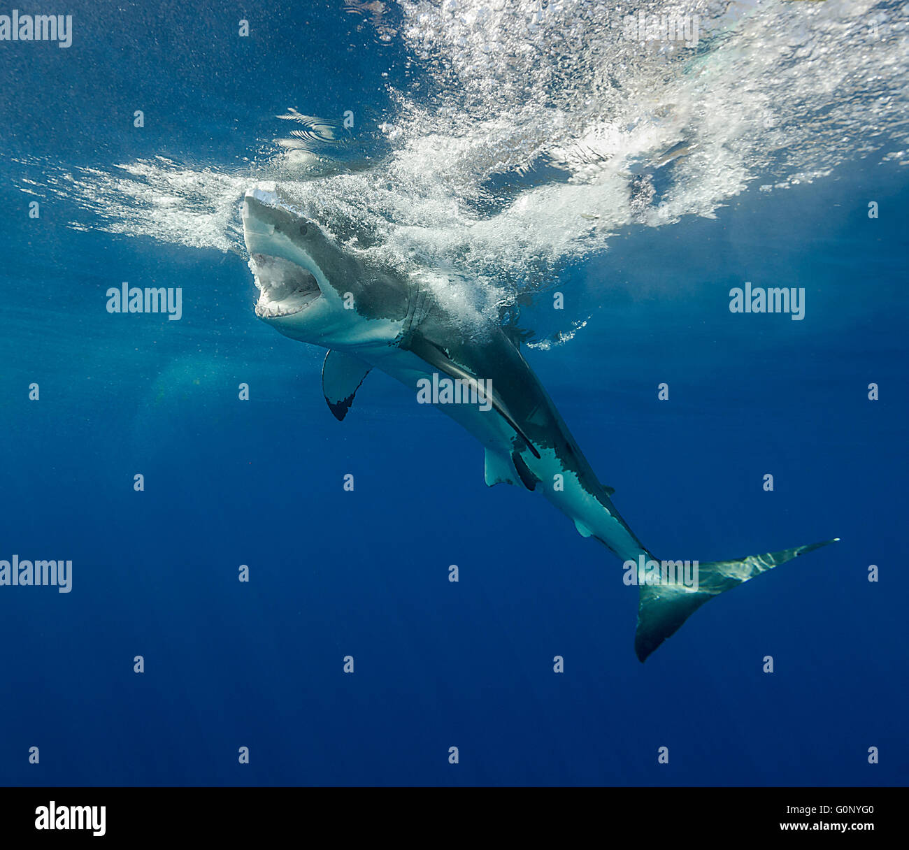 Great white shark underwater at Guadalupe Island, Mexico Stock Photo ...