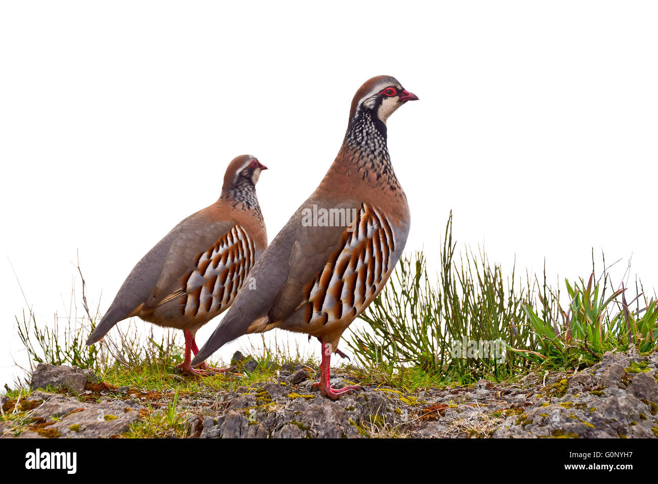 Red-legged Partridge in Madeira in the springtime Stock Photo - Alamy