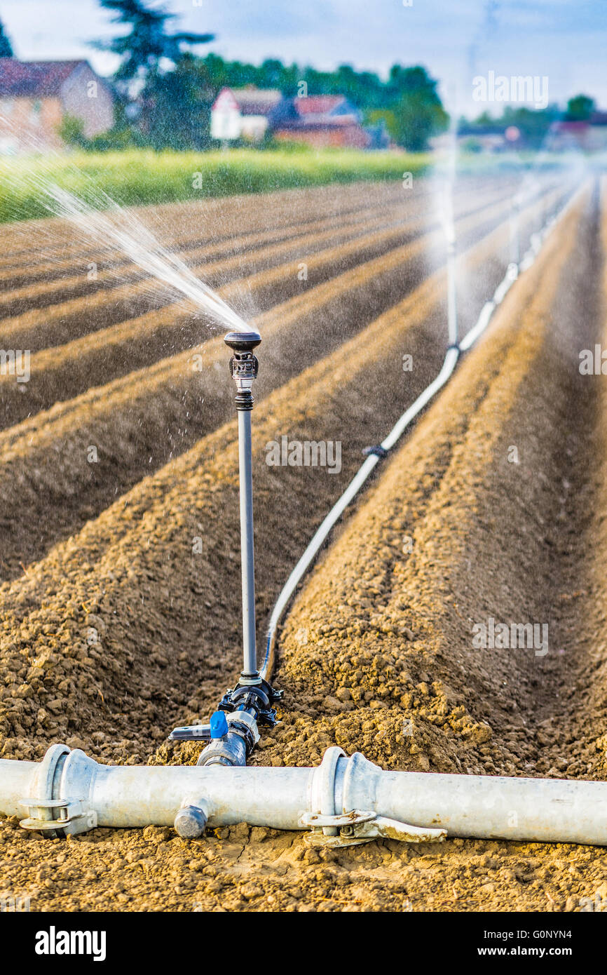 irrigation of cultivated fields with rotating sprayer Stock Photo - Alamy