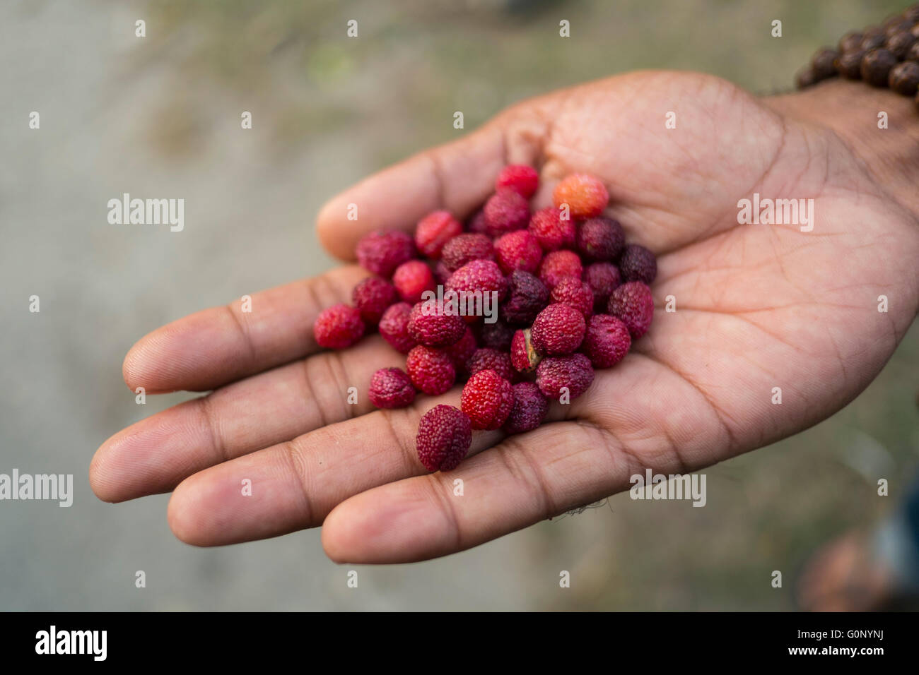 Kafal fruit hi-res stock photography and images - Alamy