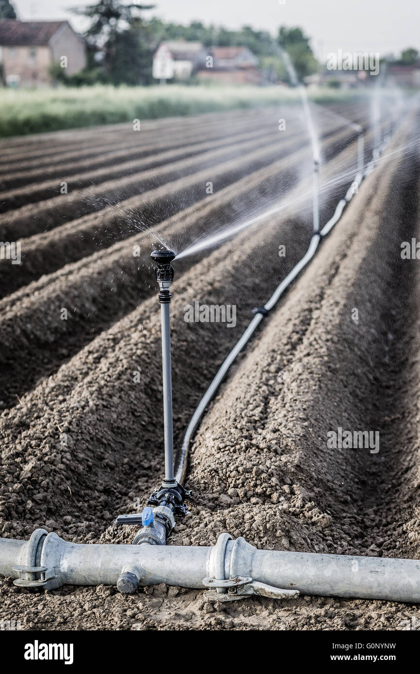 irrigation of cultivated fields with rotating sprayer Stock Photo - Alamy