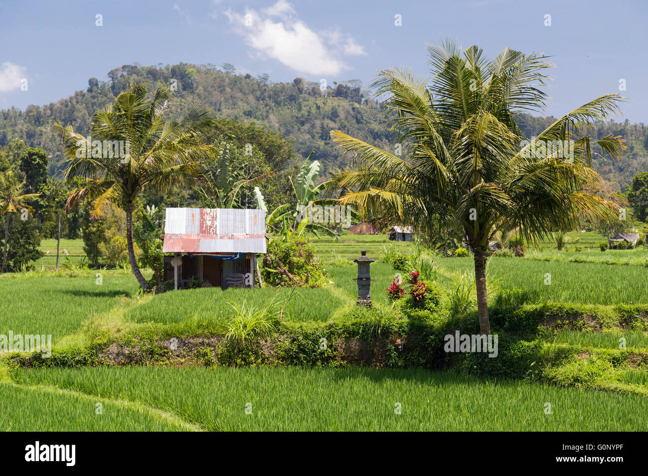 Rural area in Bali, Indonesia Stock Photo - Alamy
