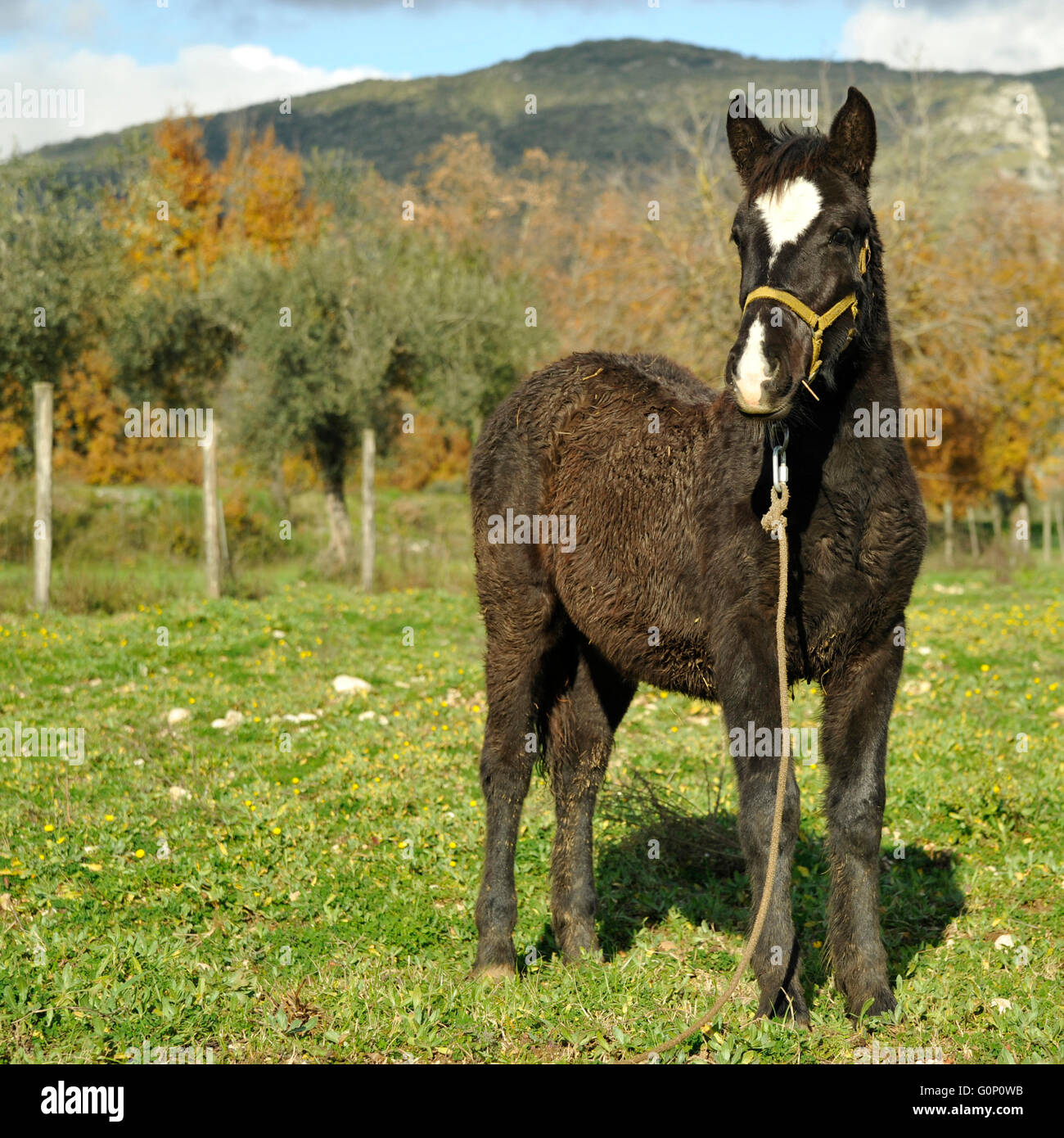 Esperia hi-res stock photography and images - Alamy