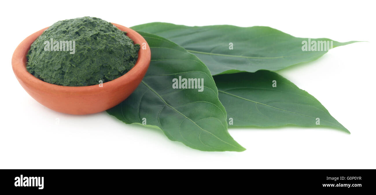 Mashed vitex Negundo or Medicinal Nishinda leaves in a pottery Stock ...