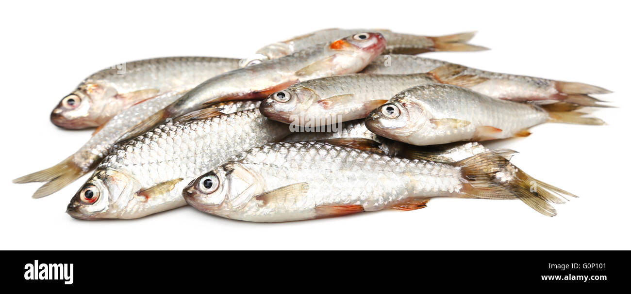 Chola barb hi-res stock photography and images - Alamy