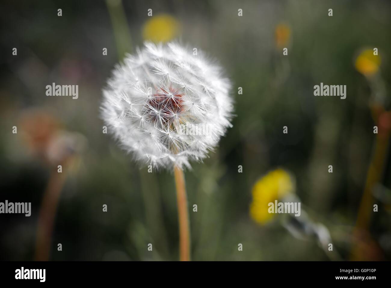Closeup of a Dandelion flower, Zaragoza Province, Aragon, Spain Stock ...