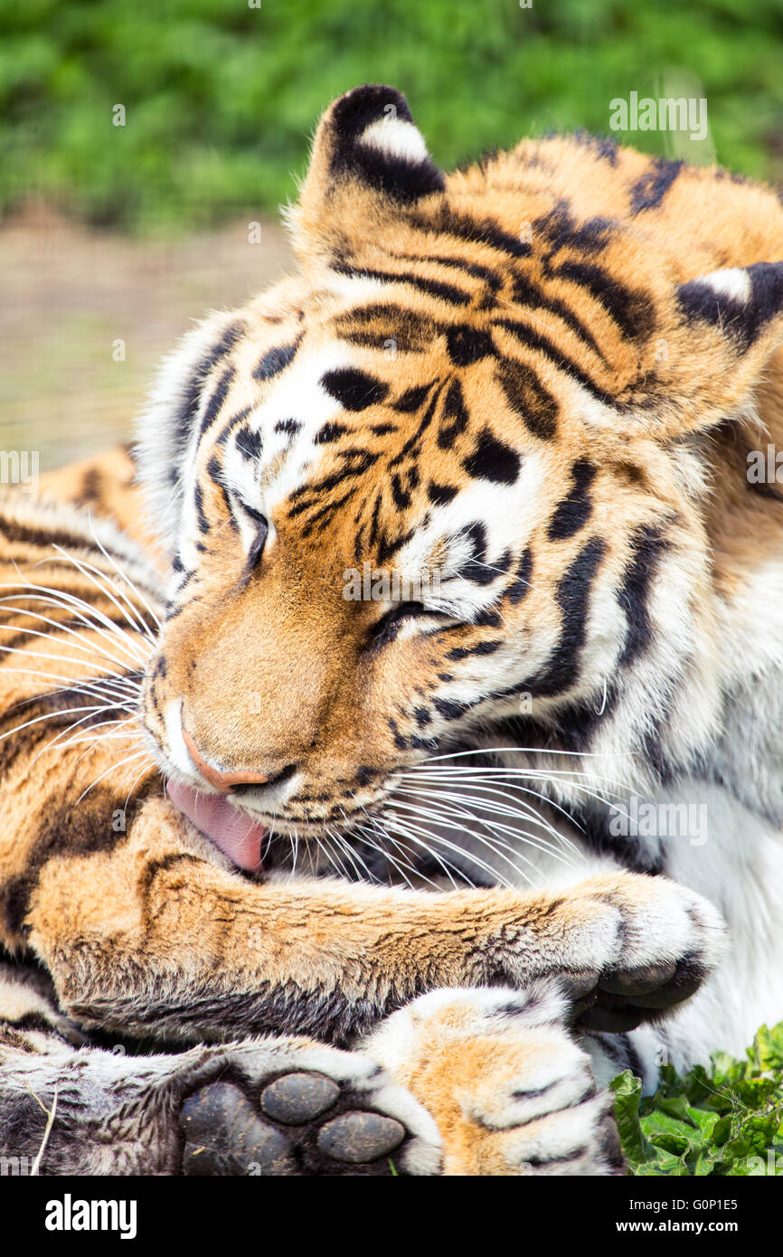Grooming siberian tiger hi-res stock photography and images - Alamy