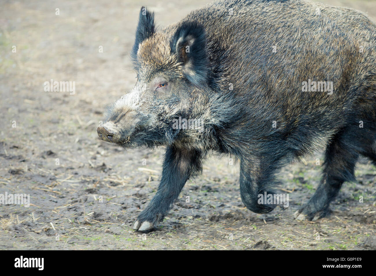 Fast running wild boar hi-res stock photography and images - Alamy