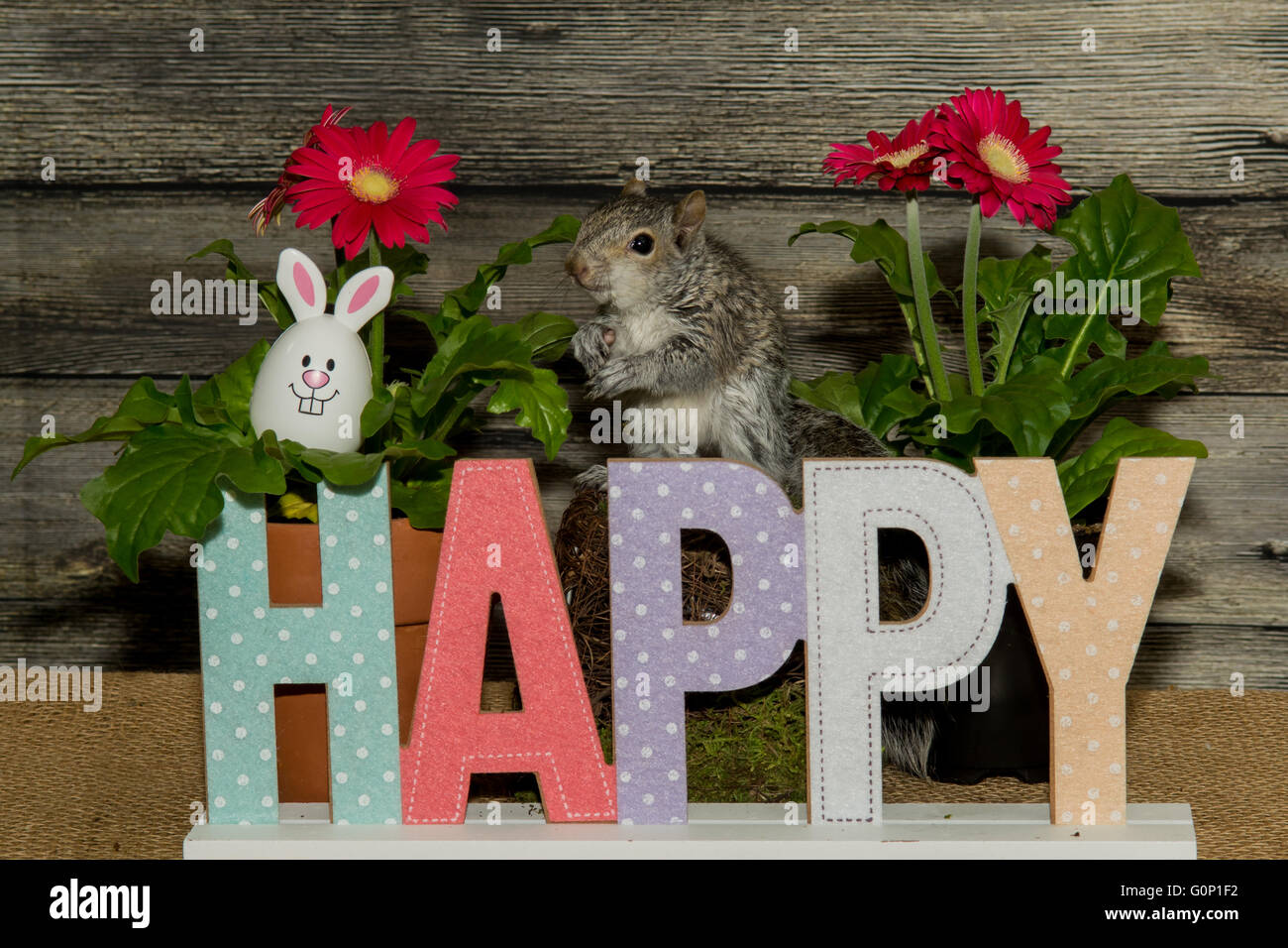 Happy eastern egg hi-res stock photography and images - Alamy