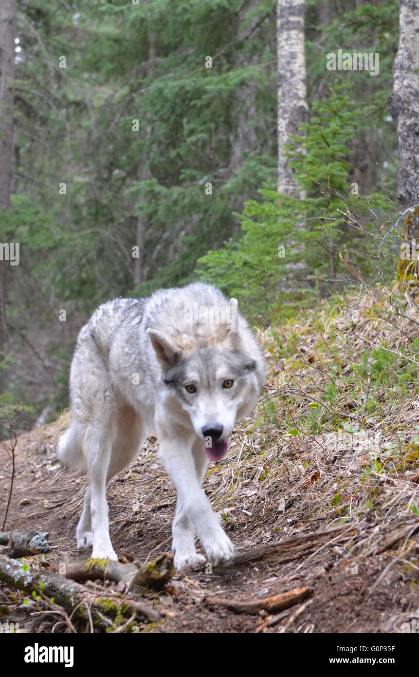 Wild Wolf in Canada Stock Photo - Alamy