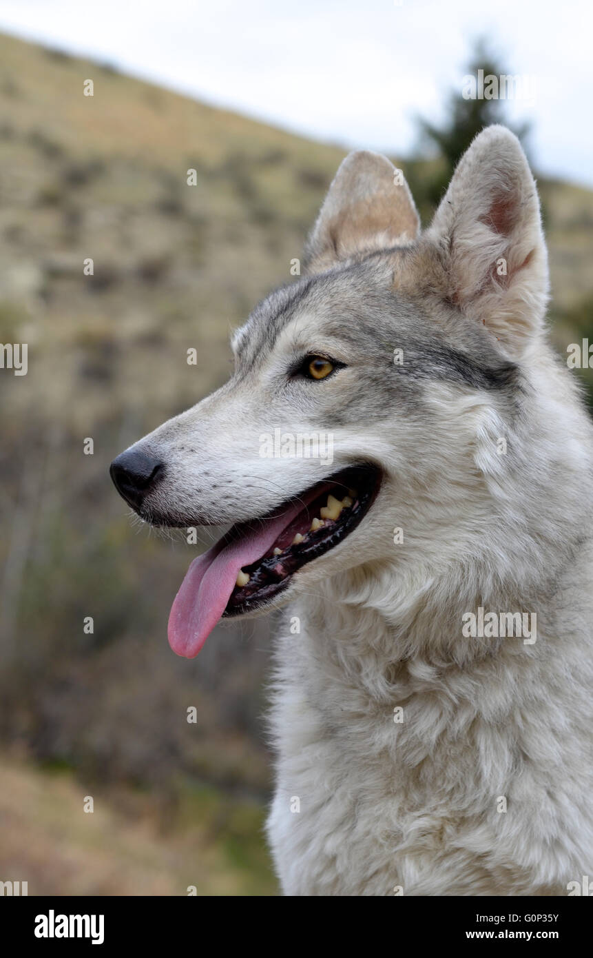 Canadian wolf hi-res stock photography and images - Alamy