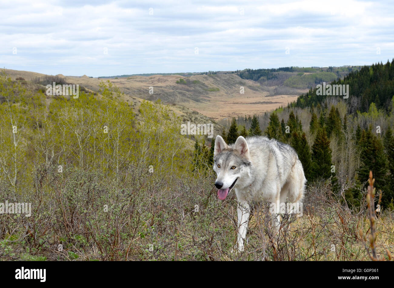 Gray wold montana hi-res stock photography and images - Alamy