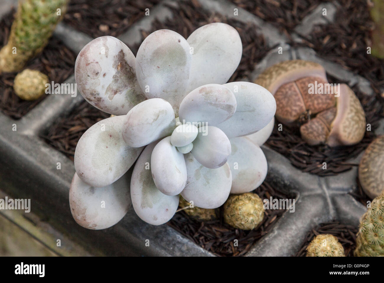 Plant Garden Gramado Brazil Stock Photo - Alamy