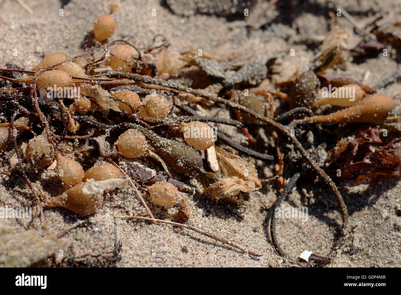 Sargassum weed hi-res stock photography and images - Alamy