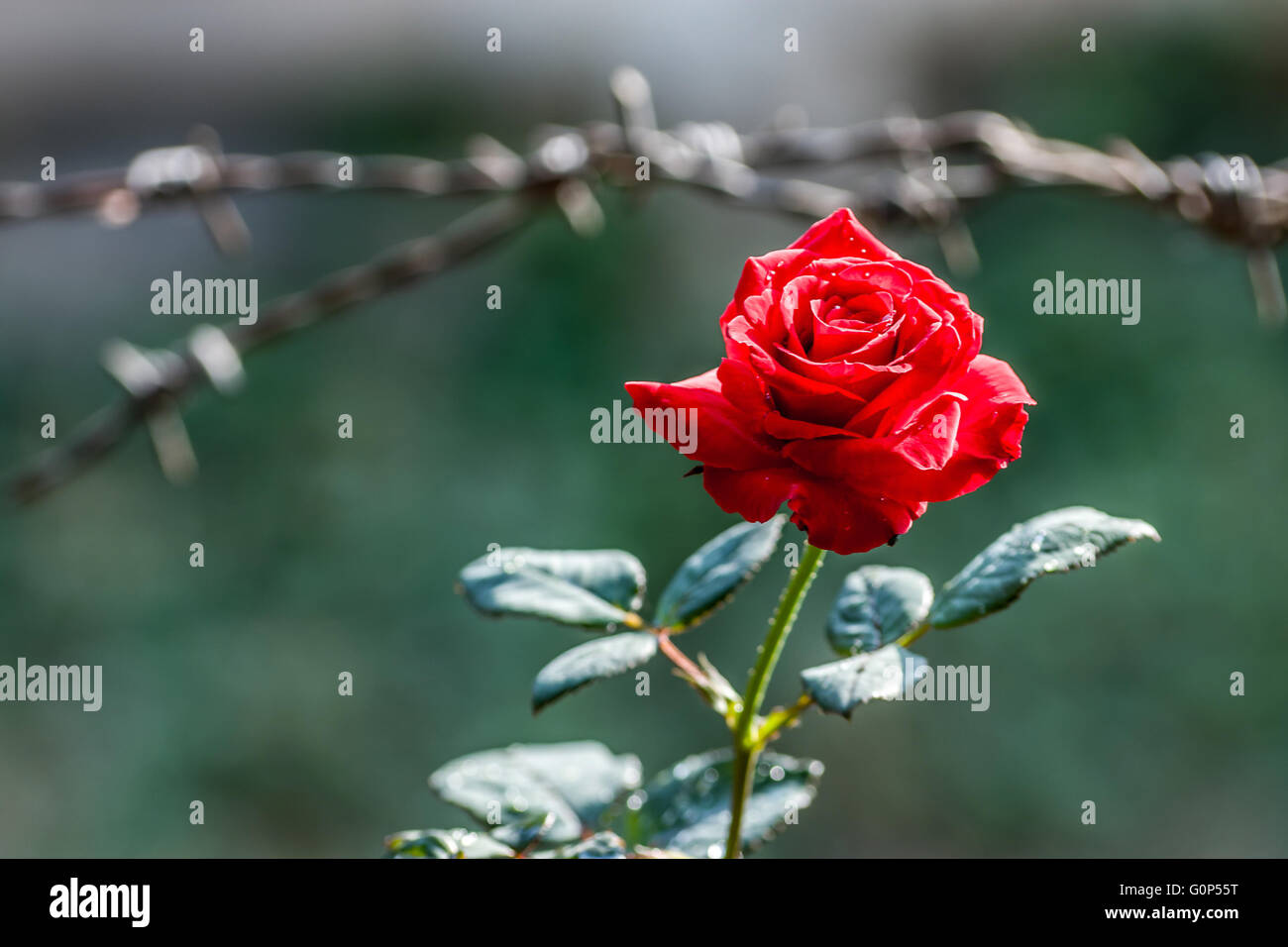 Red Rose Blooming Stock Photo - Alamy
