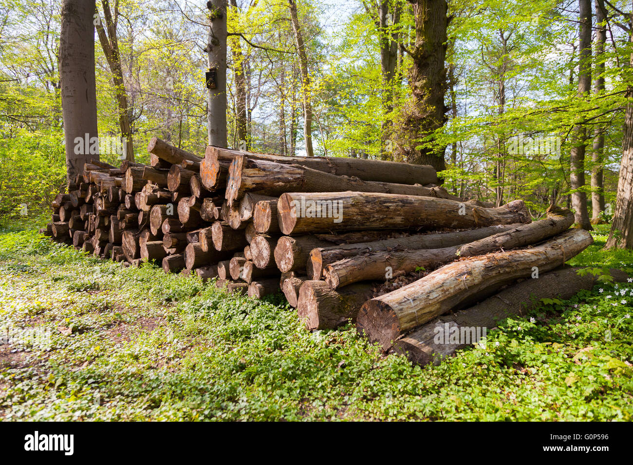 stacked logs in a wood Stock Photo - Alamy