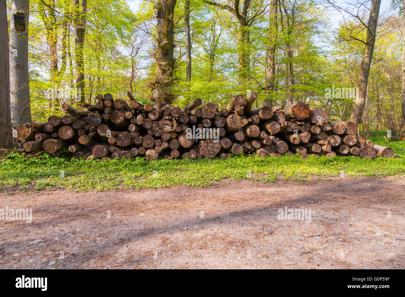 Lumber logs stack wood tree hi-res stock photography and images - Alamy