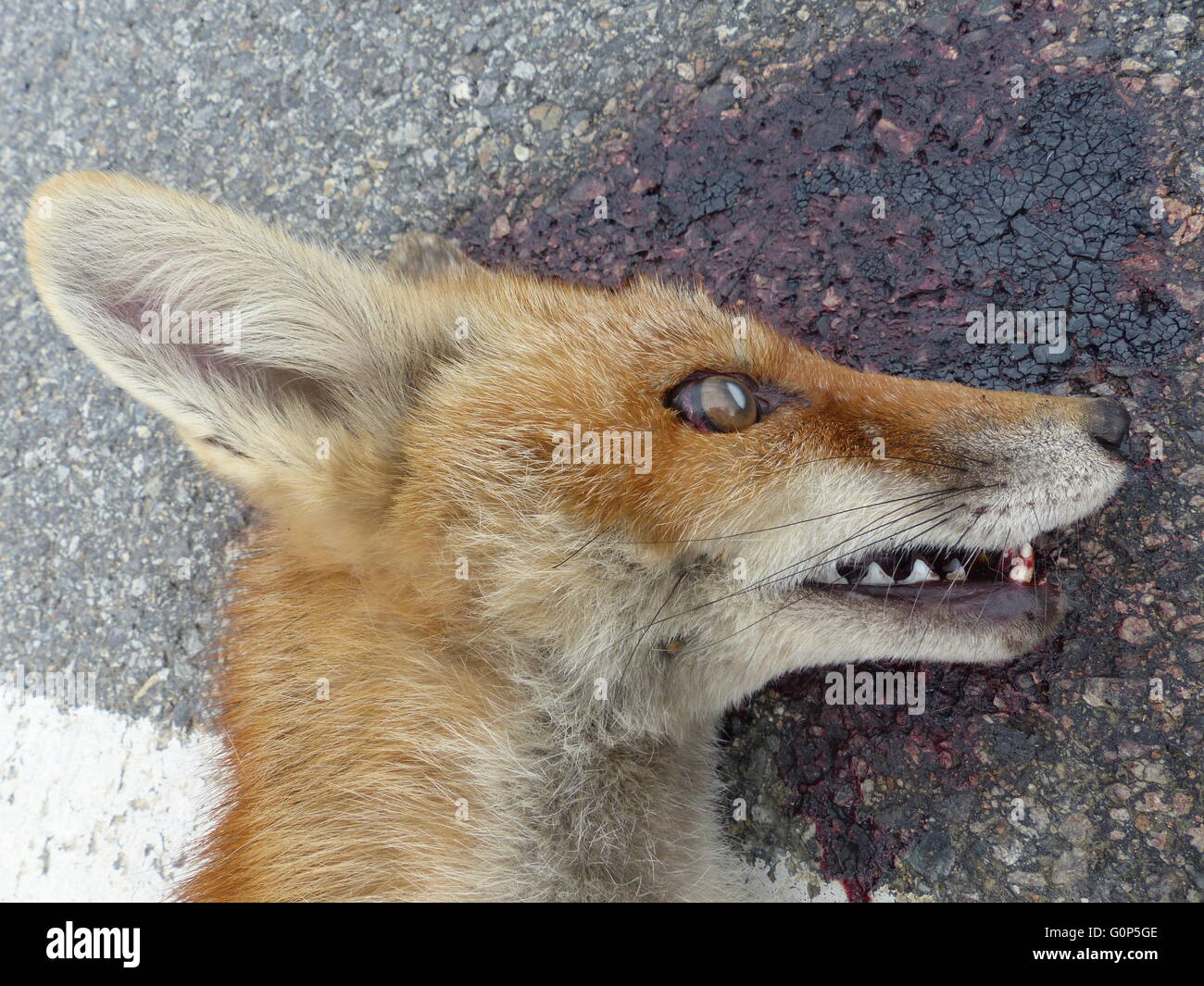 Road killed fox on the side of the road Stock Photo - Alamy