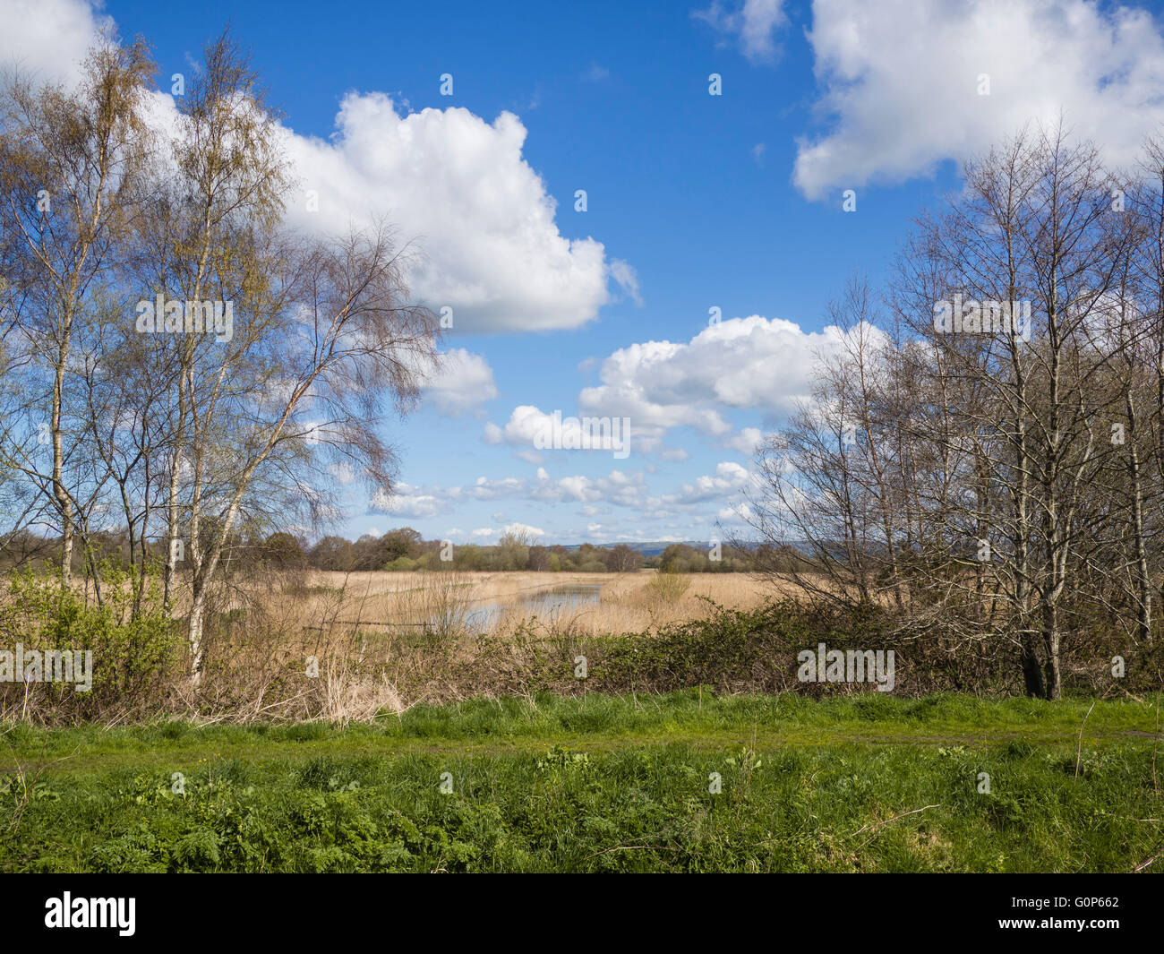 Somerset Levels "Ham Wall" RSPB Nature Reserve, UK Stock Photo - Alamy