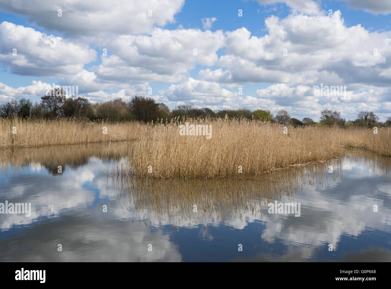 Somerset Levels "Ham Wall" RSPB Nature Reserve, UK Stock Photo - Alamy
