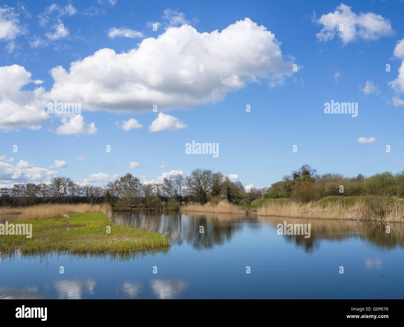 Somerset Levels "Ham Wall" RSPB Nature Reserve, UK Stock Photo - Alamy